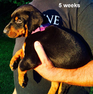 Doberman Puppies Sierra Dobie Farms Doberman Importers
