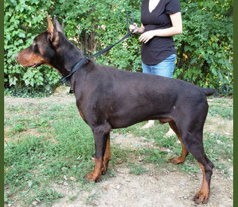 Doberman Dax - European Doberman Breeders