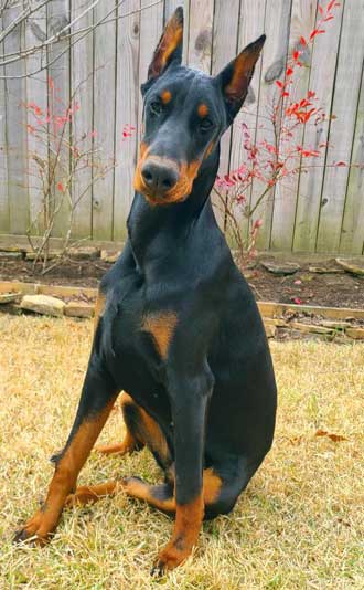 Doberman Petra - European Doberman Breeder in USA
