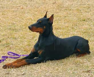 Doberman Petra - European Doberman Breeder in USA